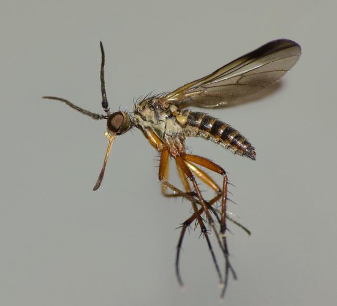 Fly expert on his discovery of a new indigenous fly species | New ...