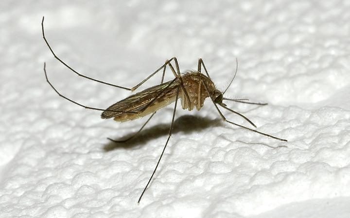 Prof Ethan Bier: using mutated mosquitoes to control disease | New ...