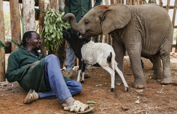 Reuniting an orphan elephant with her mother, using DNA | New Zealand ...