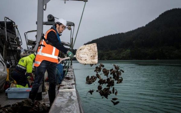 Marlborough Sounds' marine life improving after mussels project ...