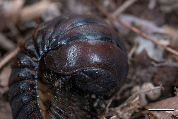 Giant millipede fossil found in Northumberland | New Zealand Geographic