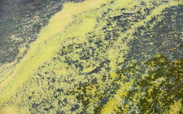 Toxic Algae could pose real risk to humans in future | New Zealand ...