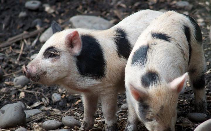 Gene-edited pigs changing the organ game | New Zealand Geographic