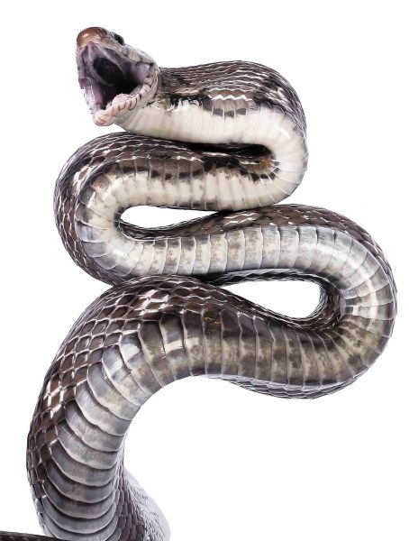 New Zealand Geographic