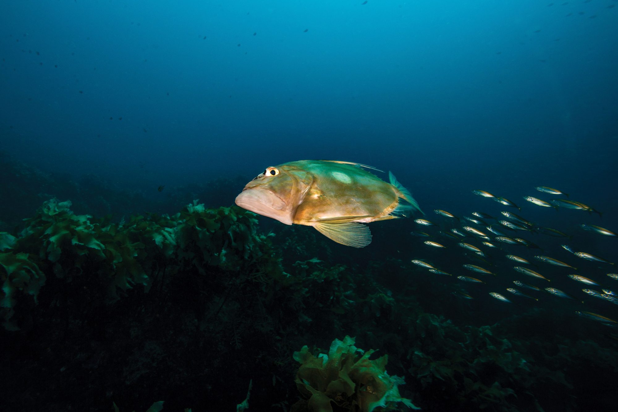 The undersea orchestra | New Zealand Geographic