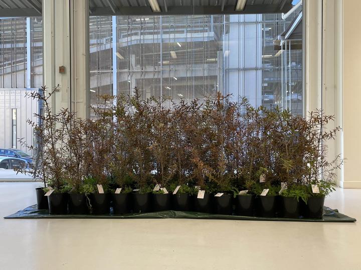 Edward Ashby: helping people understand the mana of Kauri | New Zealand ...