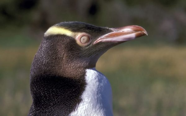 Yellow-eyed penguin's foraging habits give pointers to protection ...