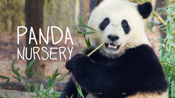 Panda Nursery | New Zealand Geographic