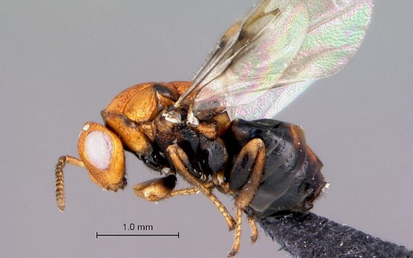 War on weeds - could a wasp join the fight? | New Zealand Geographic