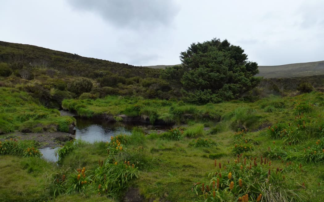 How the world's loneliest tree is helping scientists advance climate ...