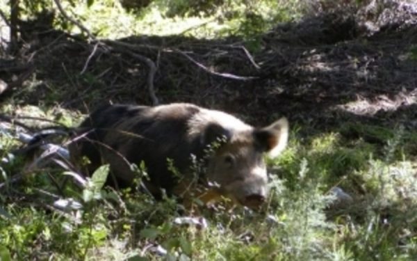 Wild pigs spotted throughout suburban Wellington | New Zealand Geographic
