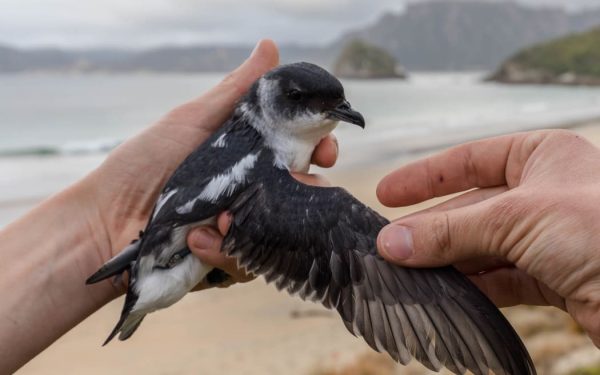 Researchers investigate impact of light pollution at sea on migratory ...