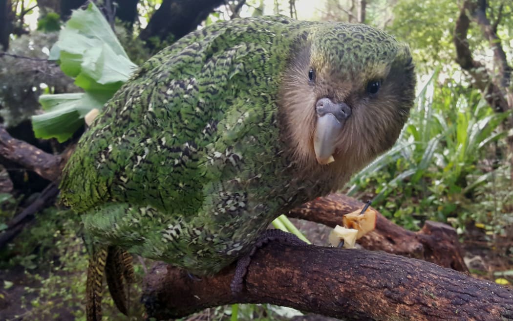 Research sheds light on Kākāpō pandemic mystery | New Zealand Geographic