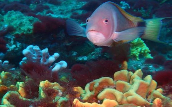 Underwater survey finds abundant reefs off Pātea coast | New Zealand ...