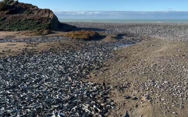 Thousands of eels stuck on farmland after flooding | New Zealand Geographic