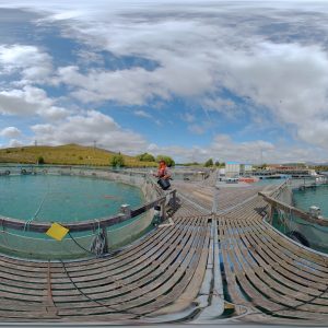 Join the shearing gang | New Zealand Geographic