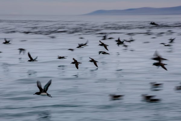 Where the seabirds were | New Zealand Geographic