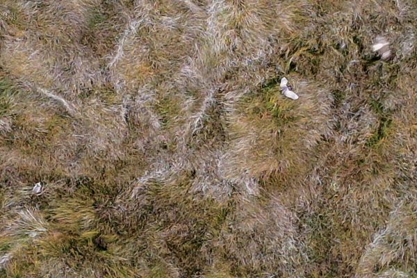 The grief bird | New Zealand Geographic