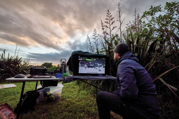 The grief bird | New Zealand Geographic