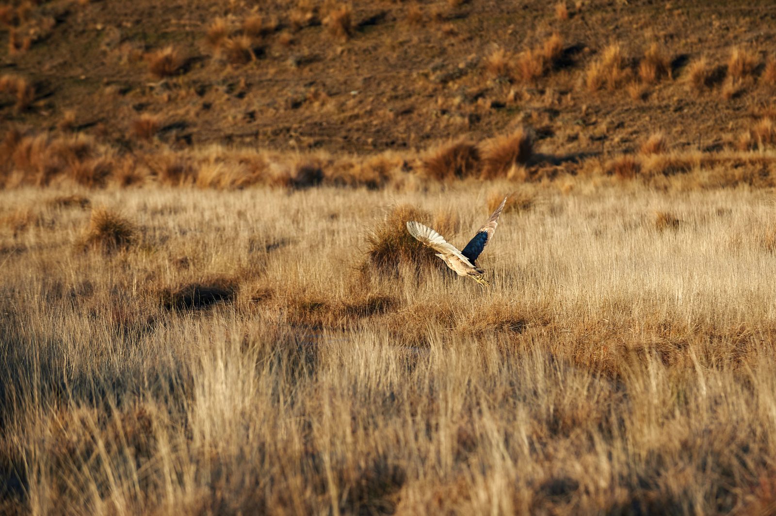 The grief bird | New Zealand Geographic