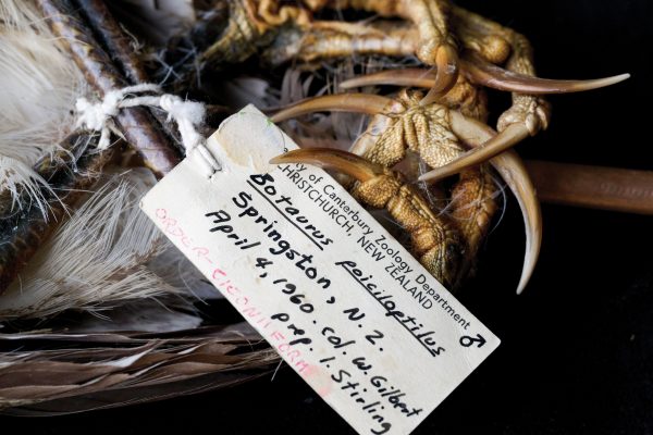 The grief bird | New Zealand Geographic