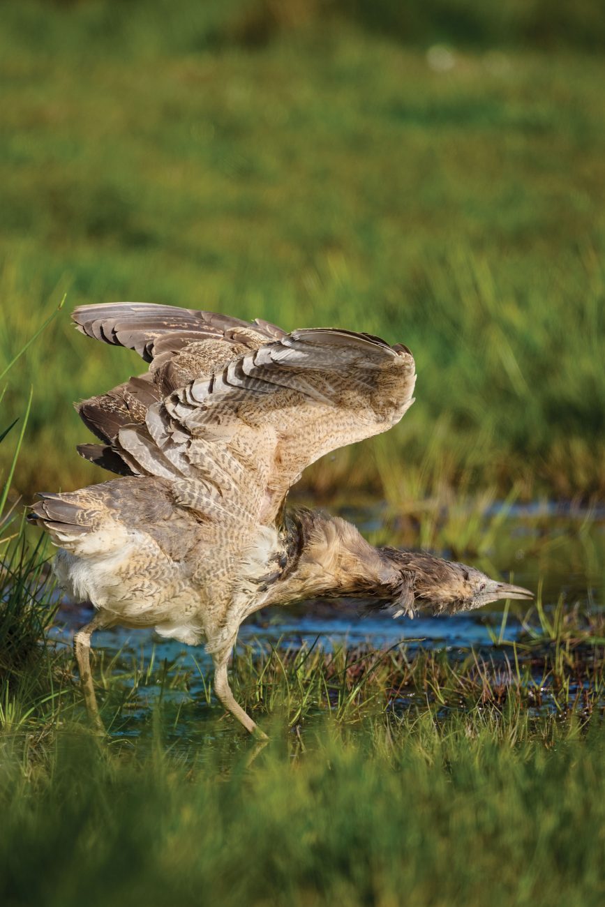 The grief bird | New Zealand Geographic