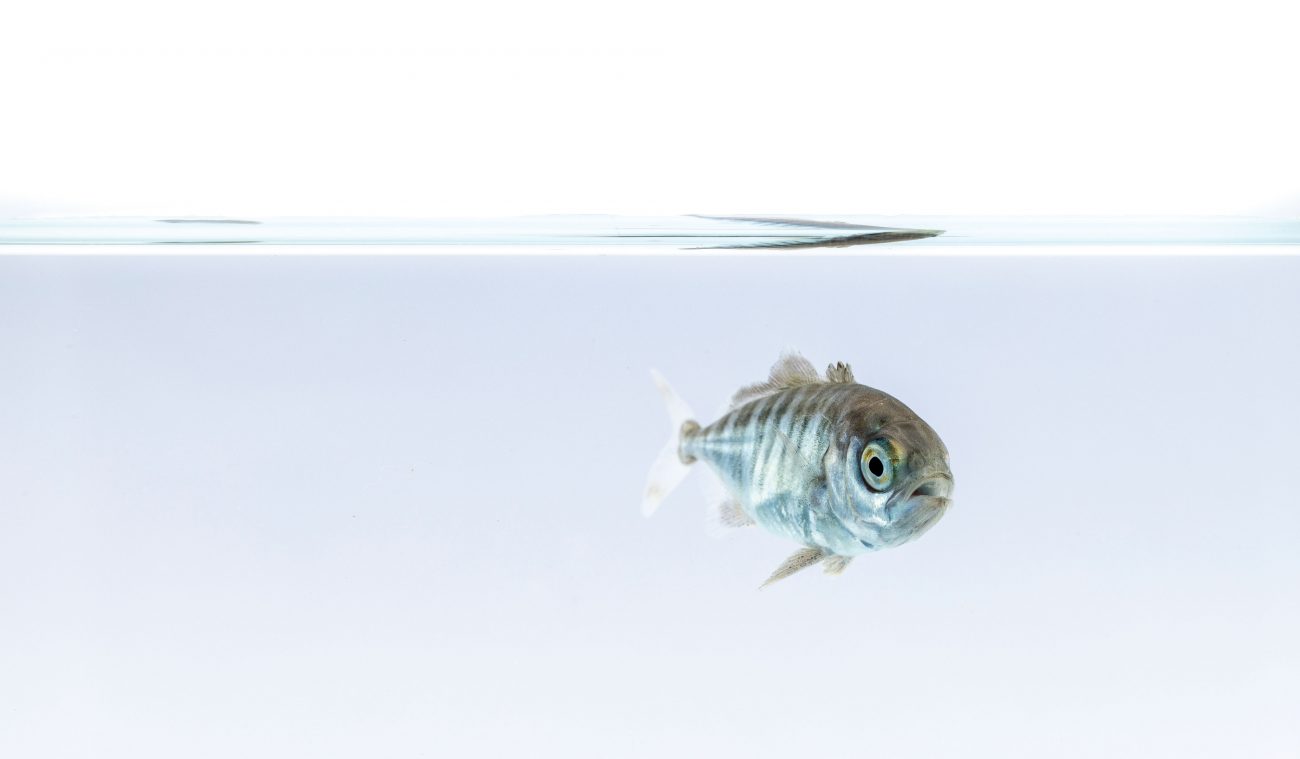 The Voice of Tangaroa | New Zealand Geographic