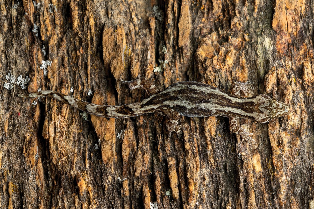 Tell tails | New Zealand Geographic