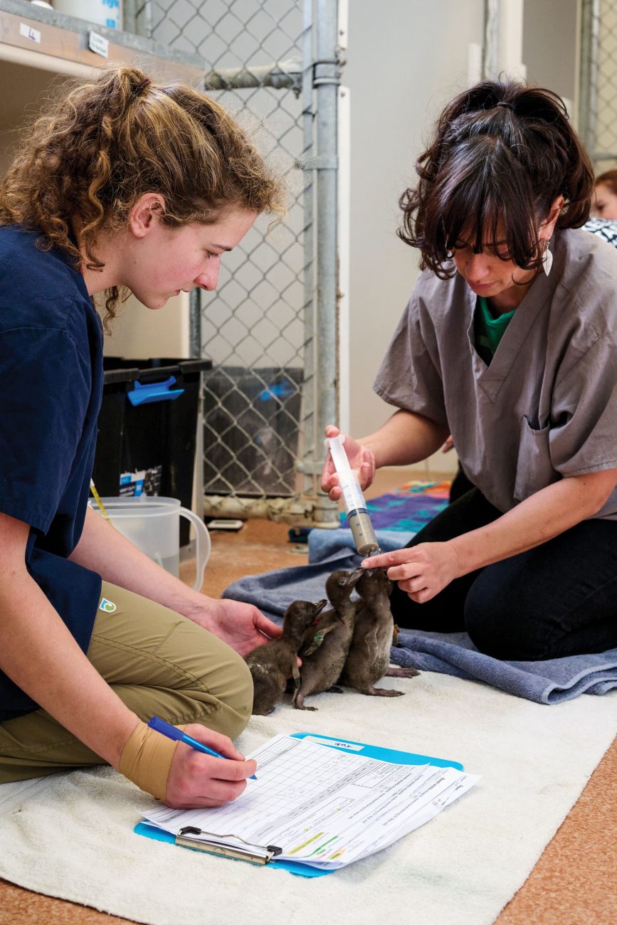 Intensive care | New Zealand Geographic