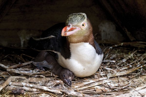 Intensive care | New Zealand Geographic