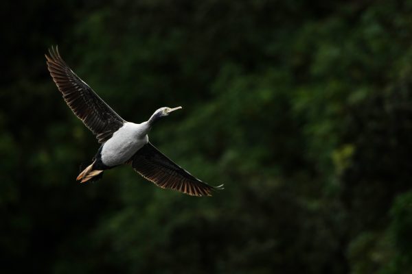 The life and times of Shag 224796 | New Zealand Geographic